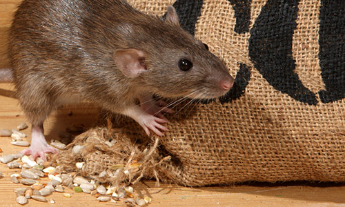 The vermin resistance of insulation materials