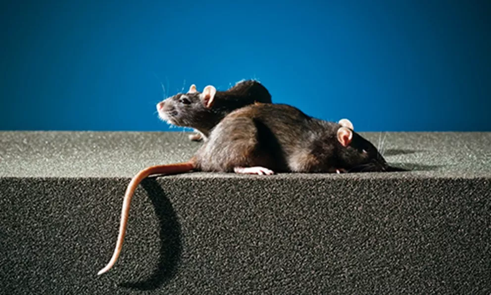 The vermin resistance of insulation materials